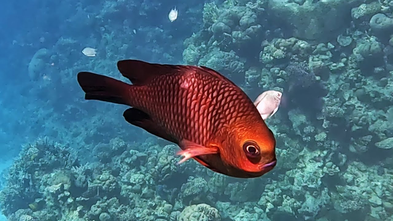 Domino damsel (Dascyllus trimaculatus) life from juvenile to free ...