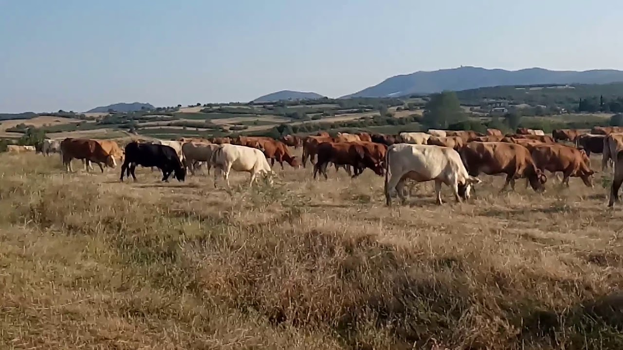 αγελαδες ελευθερας βοσκης κρωβυλη νομος ροδοπης - YouTube