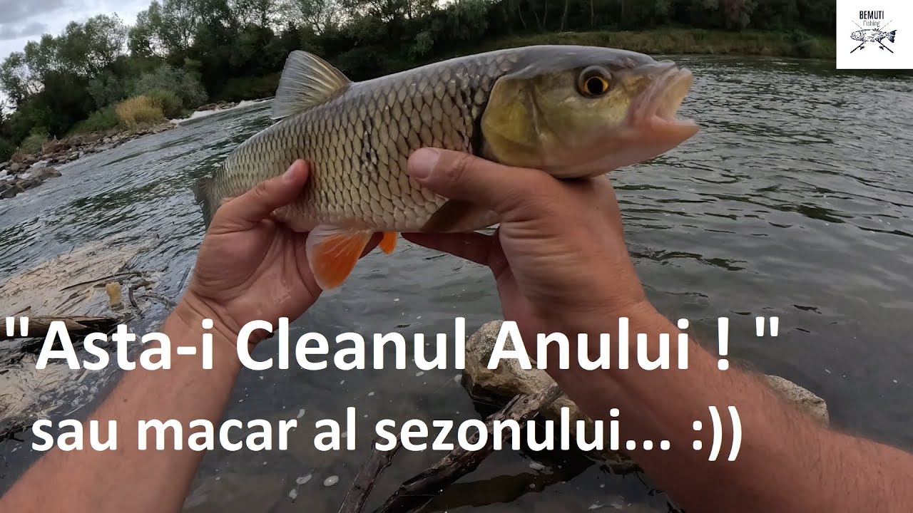 🎣 Cleanul anului sau macar al sezonului! Timișul mic și limpede. Clenii ...
