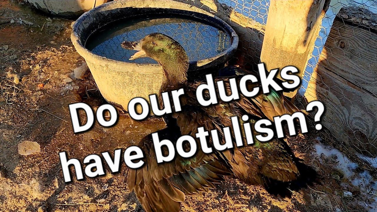 Help! Do our ducks have botulism? or?... #homesteading #farming # ...
