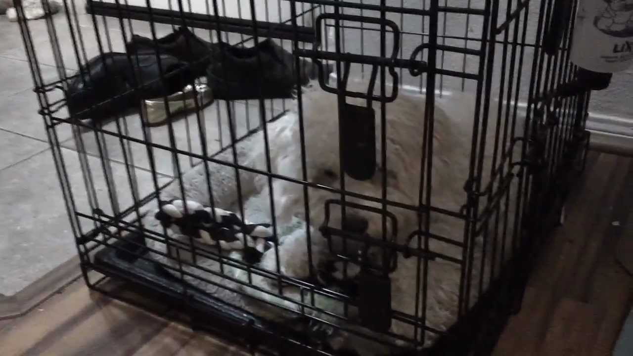 Killer Miniature Poodle takes on much bigger dog! - YouTube