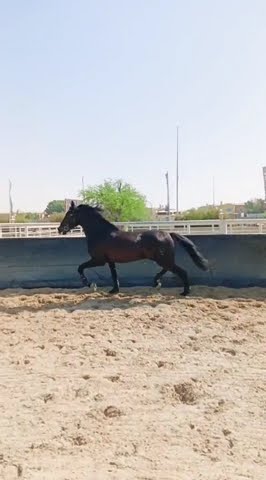 enjoying the paddock... - YouTube