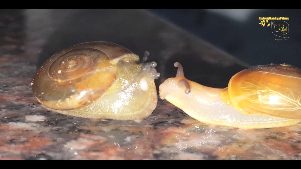 SNAILS MAKING LOVE - YouTube