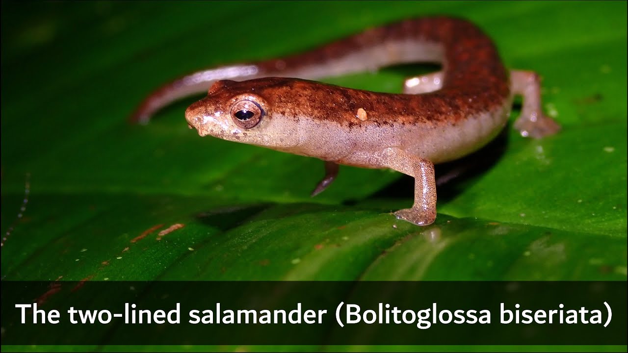The two-lined climbing salamander (Bolitoglossa biseriata) - Colombia ...
