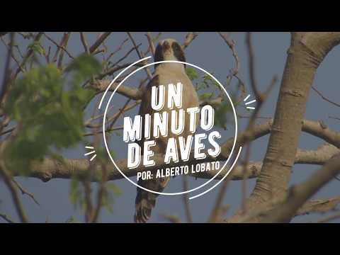 Cuaco Aves: El Halcón Reidor O Guaco | Loros Y Guacamayos