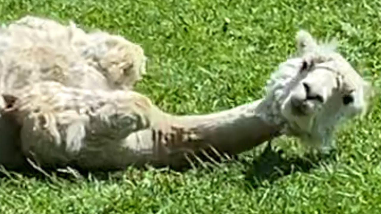 The alpaca will be glad that it has no fur in this heat 🥵 - YouTube