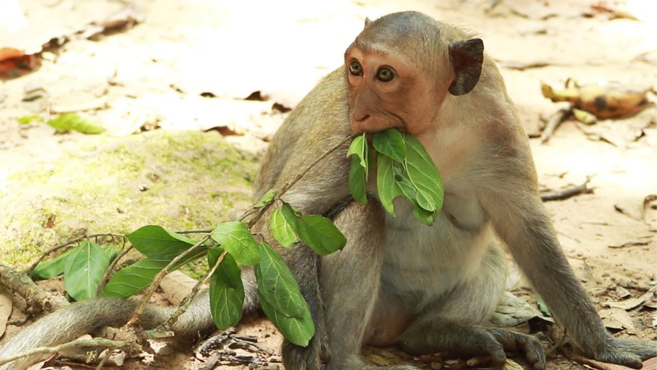 Jinx and Jade Mama Monkey on July 25 n 2022,G-Maz..480..Amber - YouTube