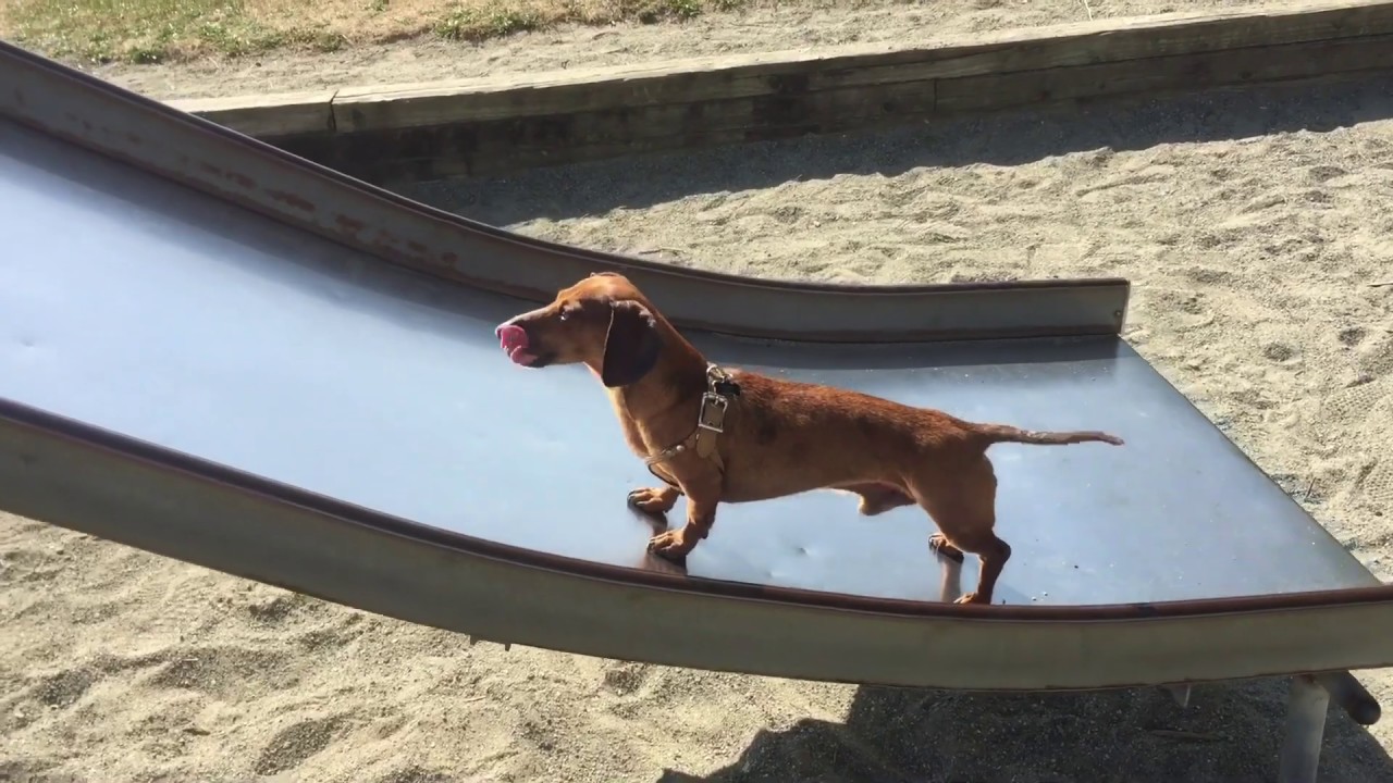 Wiener Dog Going Down A Slide! 😍 - YouTube