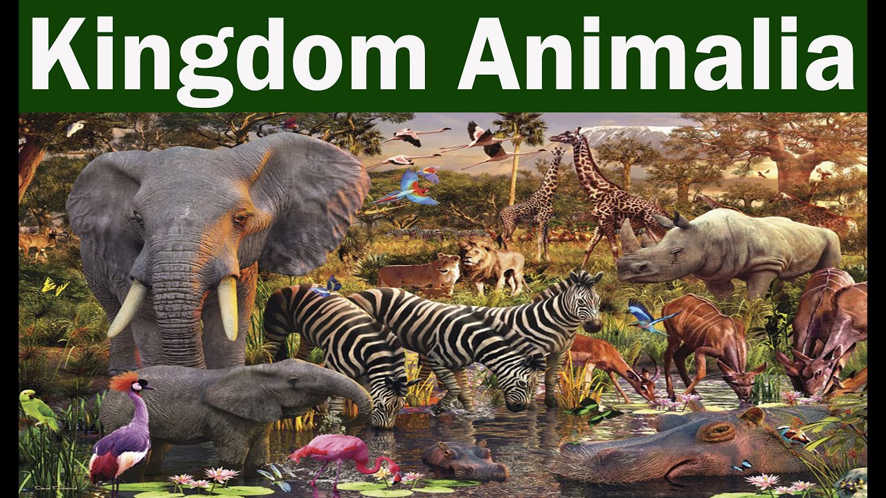 Introduction To Chapter 4 Kingdom Animalia YouTube introduction-to-chapter-4-kingdom-animalia-youtube
