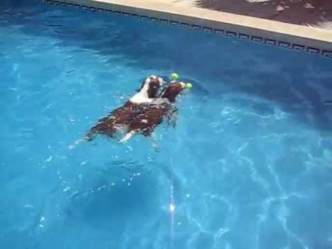 Welsh Springer Spaniel puppies having a race in the pool - YouTube