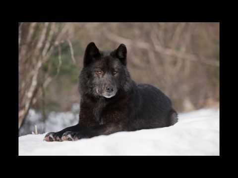Канадский черный волк. Black canadian wolf
