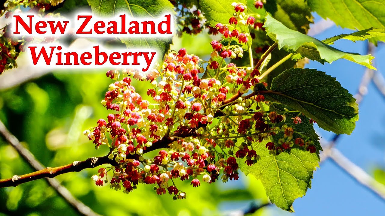 Wineberry / Makomako Tree - New Zealand Native Trees - #4k #New Zealand ...