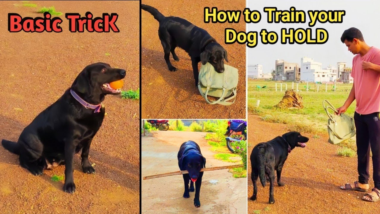 How to train your dog to hold || Basic trick - YouTube