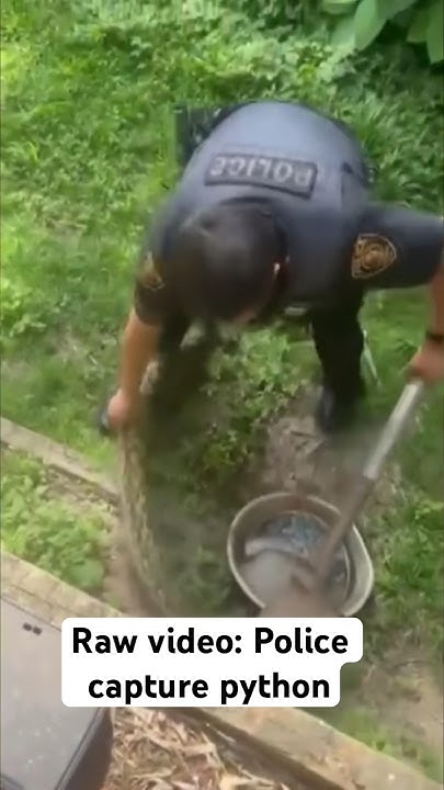 Raw video: Police capture python #animals #snake #python #neworleans ...