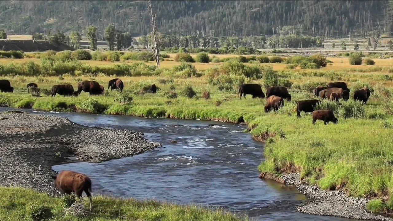 Adult Swim Grazing Buffalo Bump - YouTube