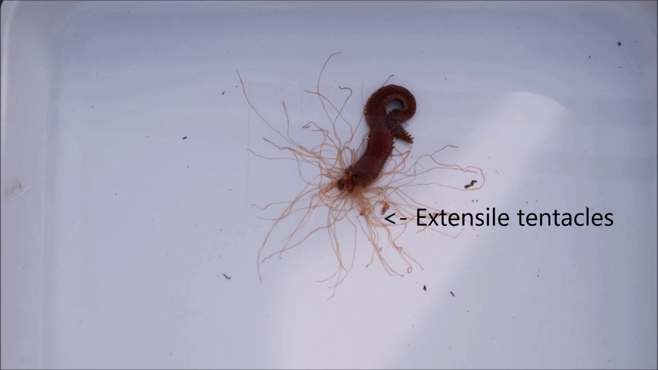 Ep 6: Tentacles, teeth & armour - Weird worms! - YouTube