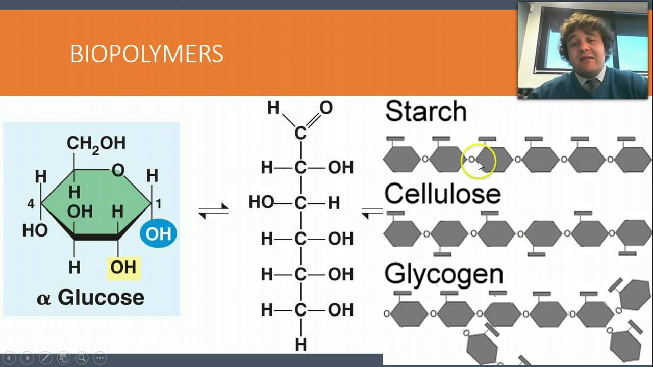 Cellulose Polymer