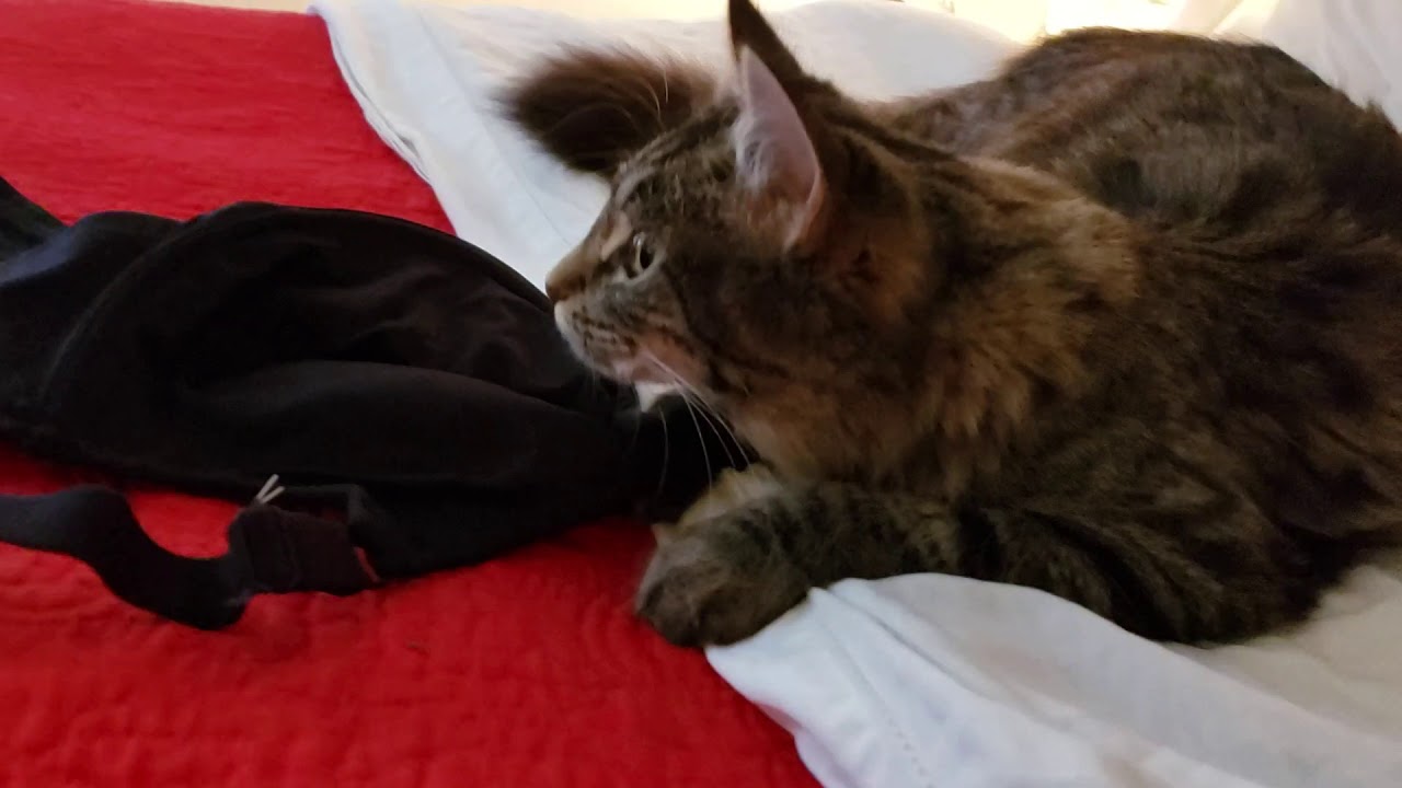 Cat plays with bra - YouTube