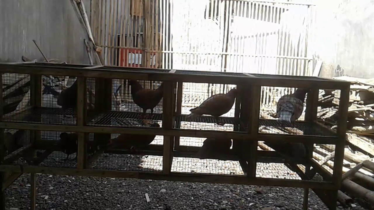 Piyek merpati balap yang suda dapat piagam - YouTube