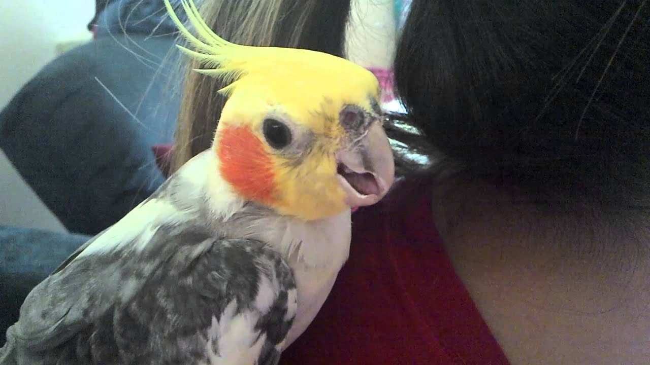 Crazy Cockatiel Biting my Ear- April 25 2015 - YouTube