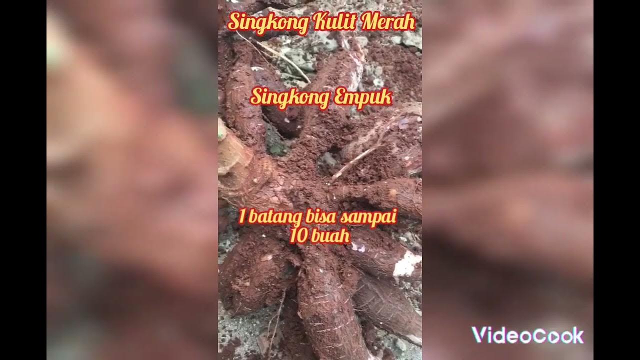 Tutorial Cara Menanam Singkong Dari Batang - YouTube