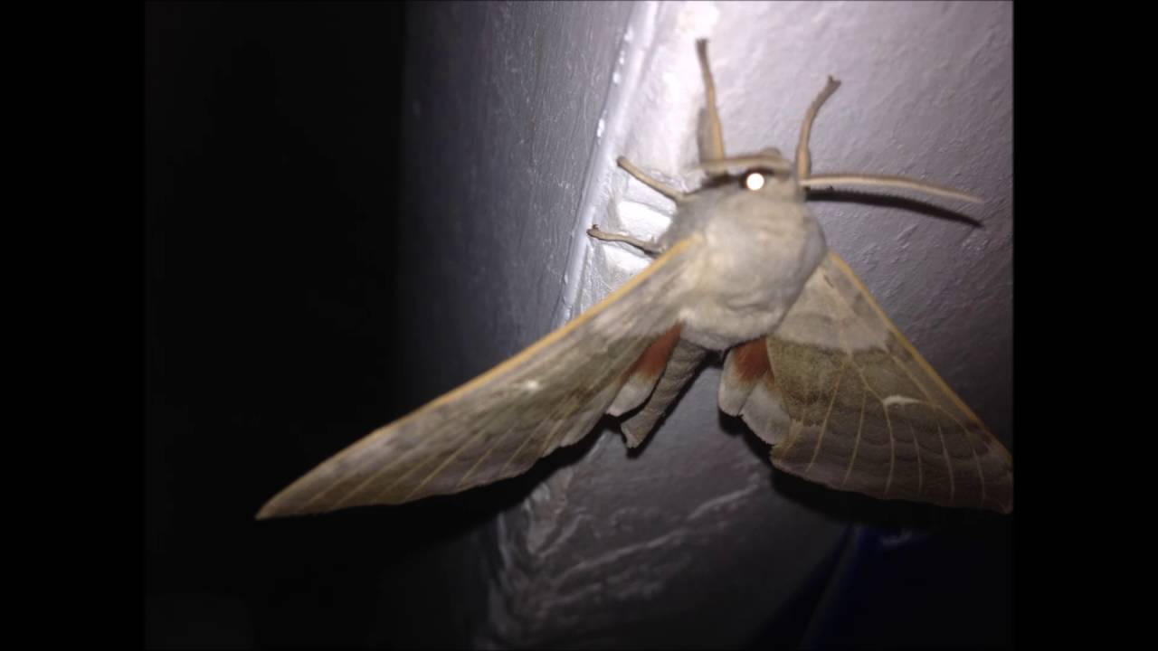 CATCHING A HUGE NIGHT BUTTERFLY - YouTube