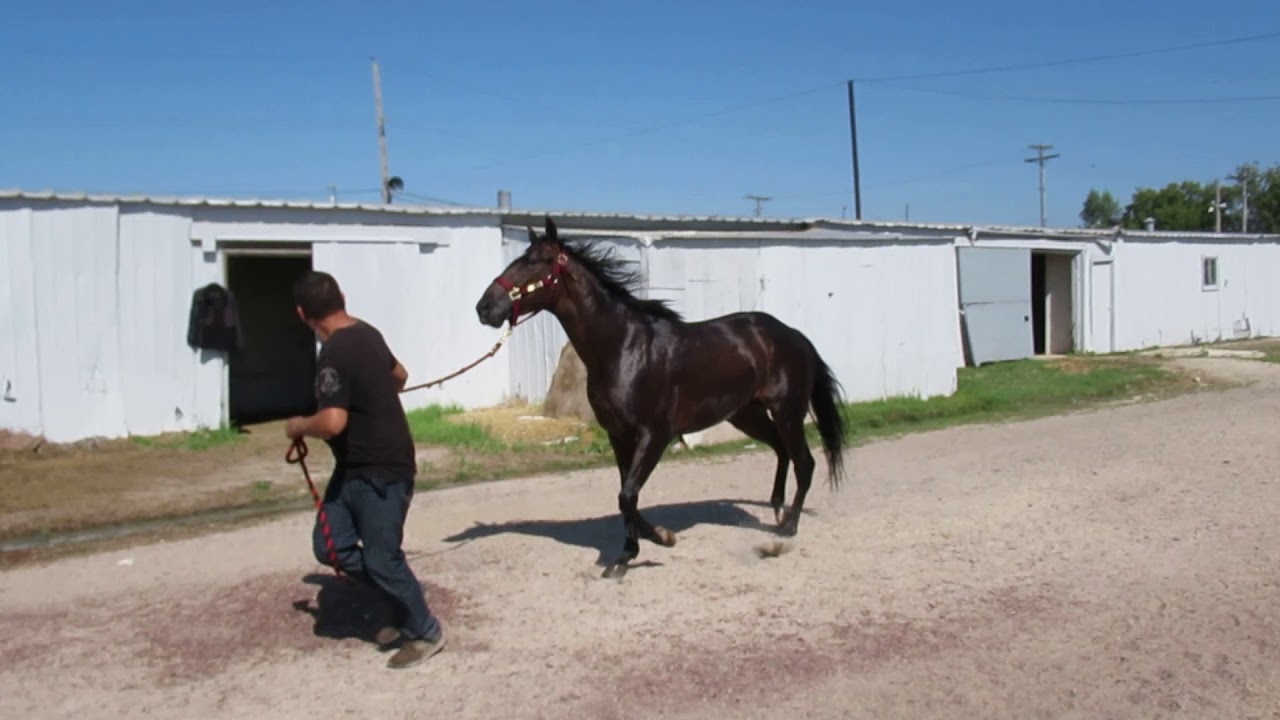Manitoba Tornado - 3 yr old colt - YouTube