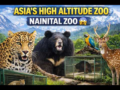 Asia’s High Altitude Zoo 🏔️ | Nainital Zoo Full Tour | Tiger, Leopard, Himalayan Bear & Red Panda .