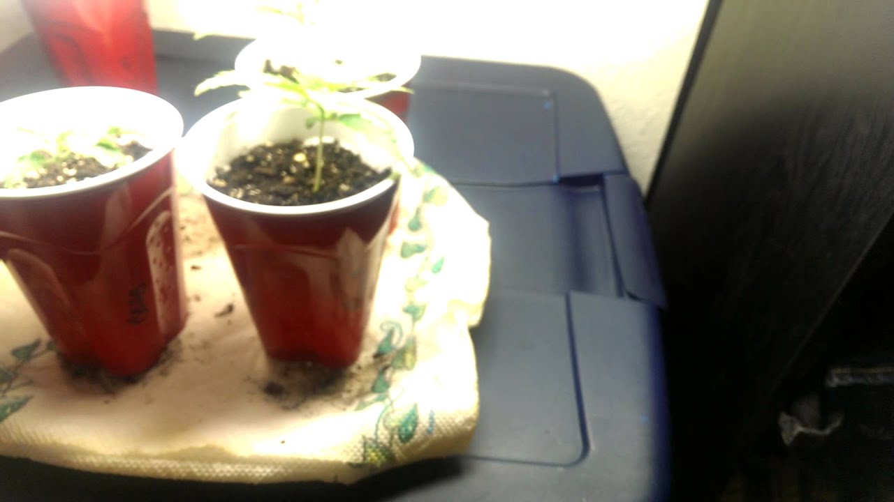 Bbhb, blue dream, tangilope, cheese week 2 veg - YouTube