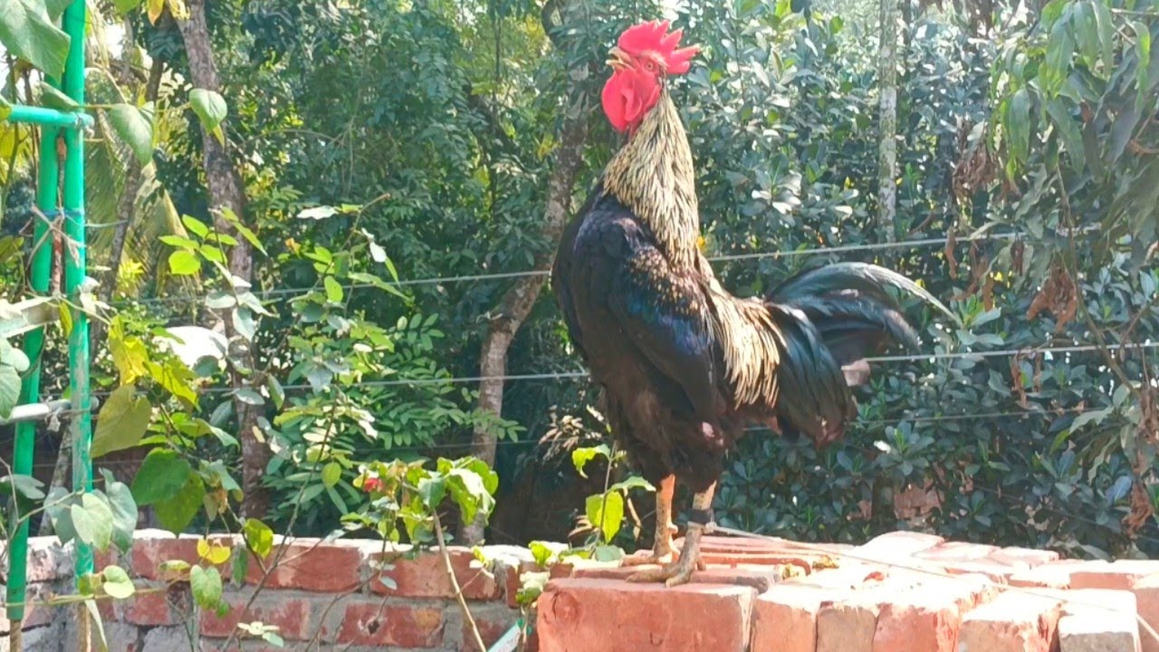 Rooster Calling | Rooster crowing in the morning | Rooster crowing ...