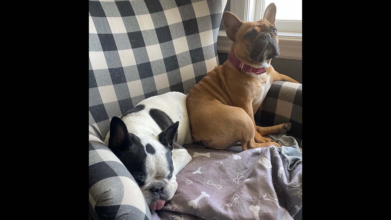 Farley the frenchie with Ginger - YouTube