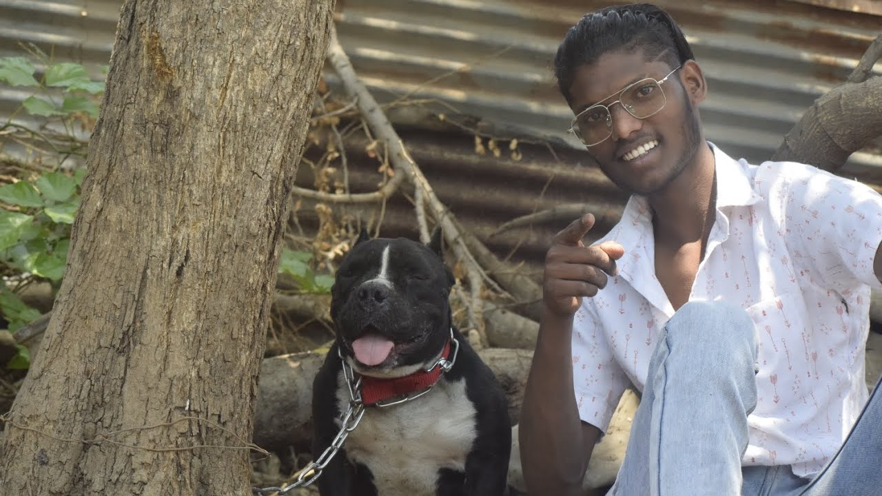 BEST DOG DIET|FOR AM BULLY DOG| MAKE A MUSCULAR DOG | BUILDER DOG ...