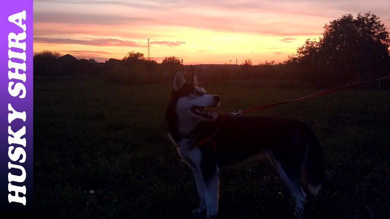 My Husky Watching The Geese & A Beutiful Sunset - YouTube