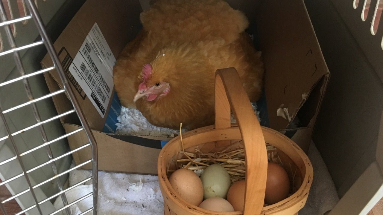Giving This Broody Hen Some Fertilized Eggs! - YouTube