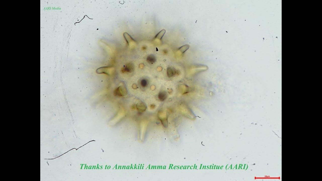 Pollen grains of Hibiscus rosa-sinensis flower - YouTube