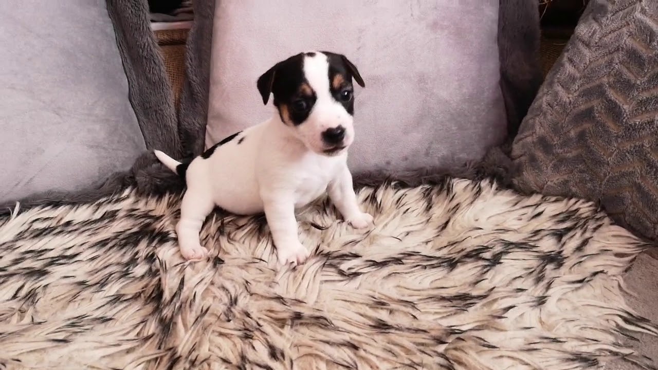 Jack russell boy 💙 - YouTube