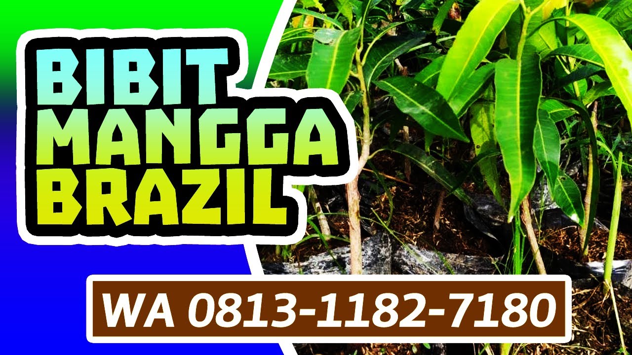 Jual Tanaman Mangga Brazil Terkini dan Murah - YouTube