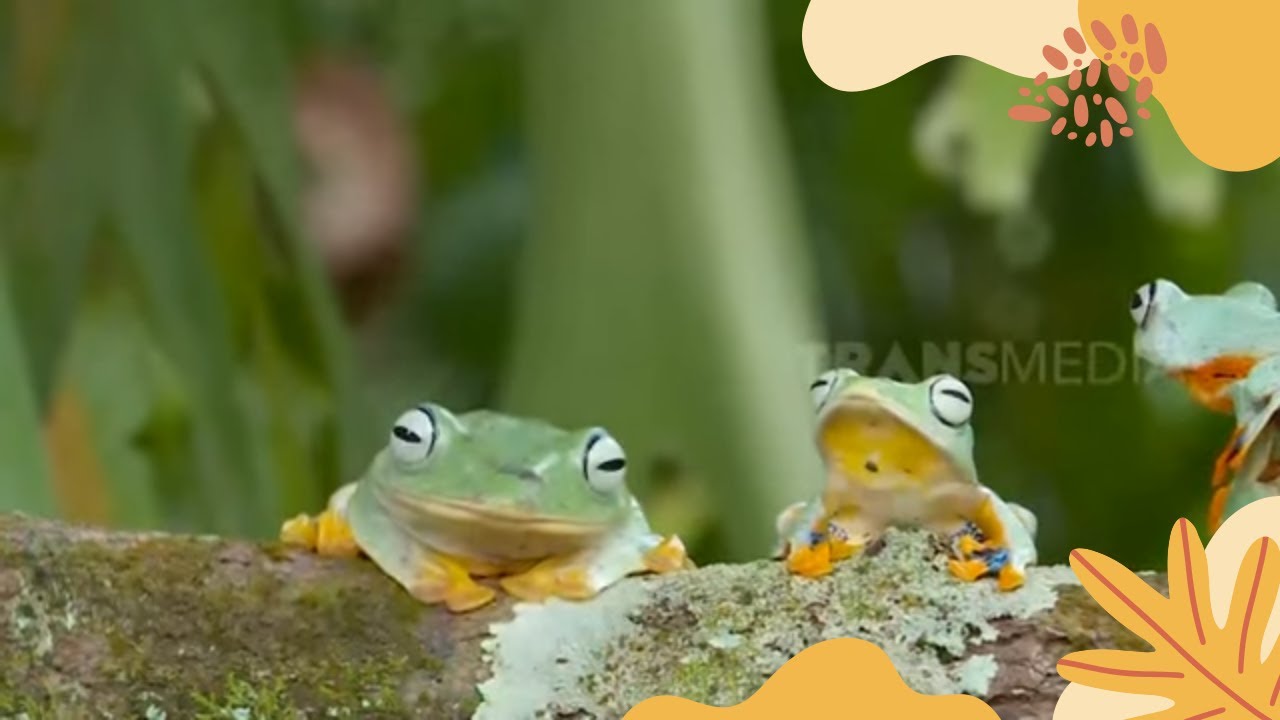 Katak Terbang Wallaceb Si Jago Panjat Pinang | SI OTAN (16/03/22) - YouTube