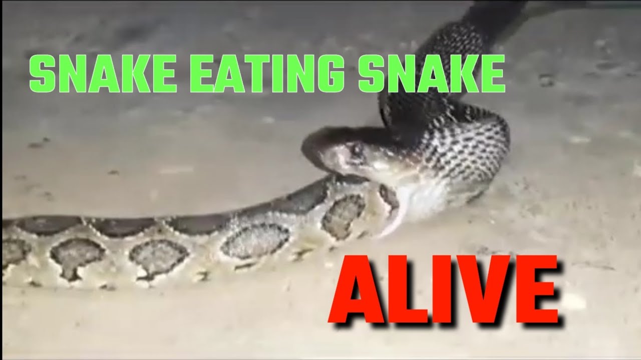 Cobra Eating Russell's Viper Alive || Naag ne Ghonas Saap Ko Jinda ...