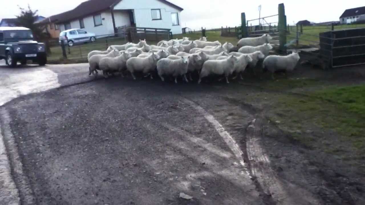rounding up sheep - YouTube