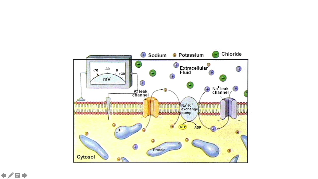 Nervous system 3 Resting membrane potential - YouTube