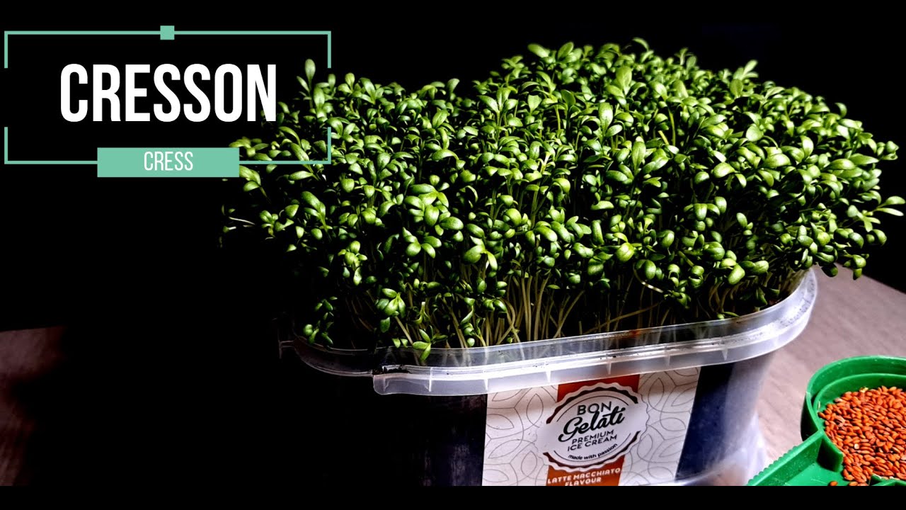 Comment réussir son semis de #Cresson ( évolution sur 7 jours ) - YouTube