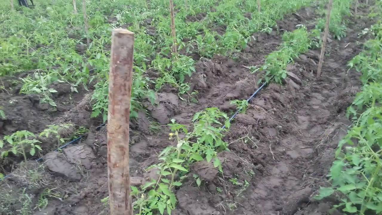 New Tomato Padma f1 venture. - YouTube