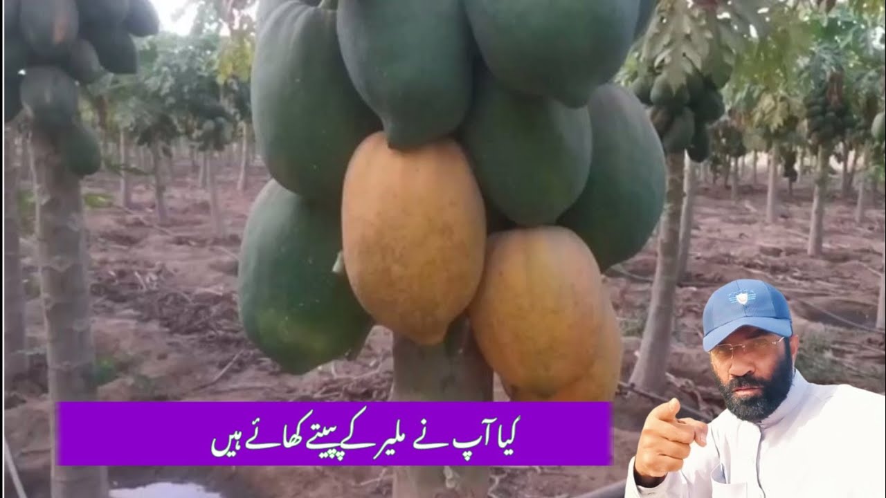 Papayas from Malir Gardens || Adil Elahi vlog - YouTube