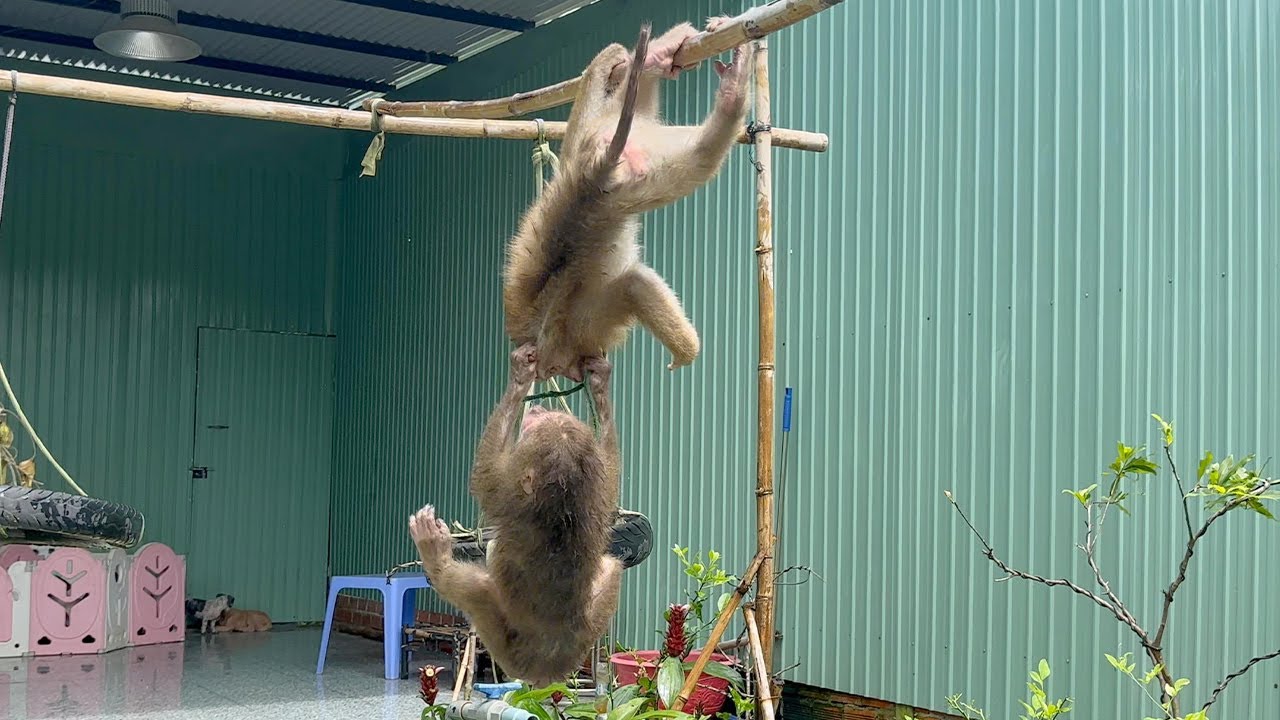 Monkeys having fun outside - YouTube