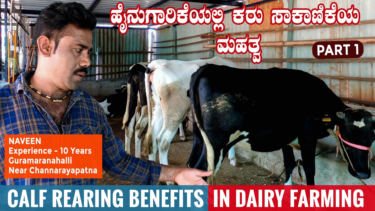 CALF REARING Benefits in Dairy Farming | Calf Rearing Guide | Routine ...