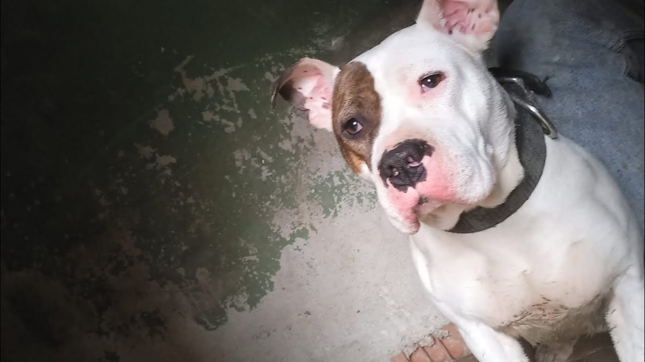 Pitbull komut #pitbull #pitbulltiger - YouTube