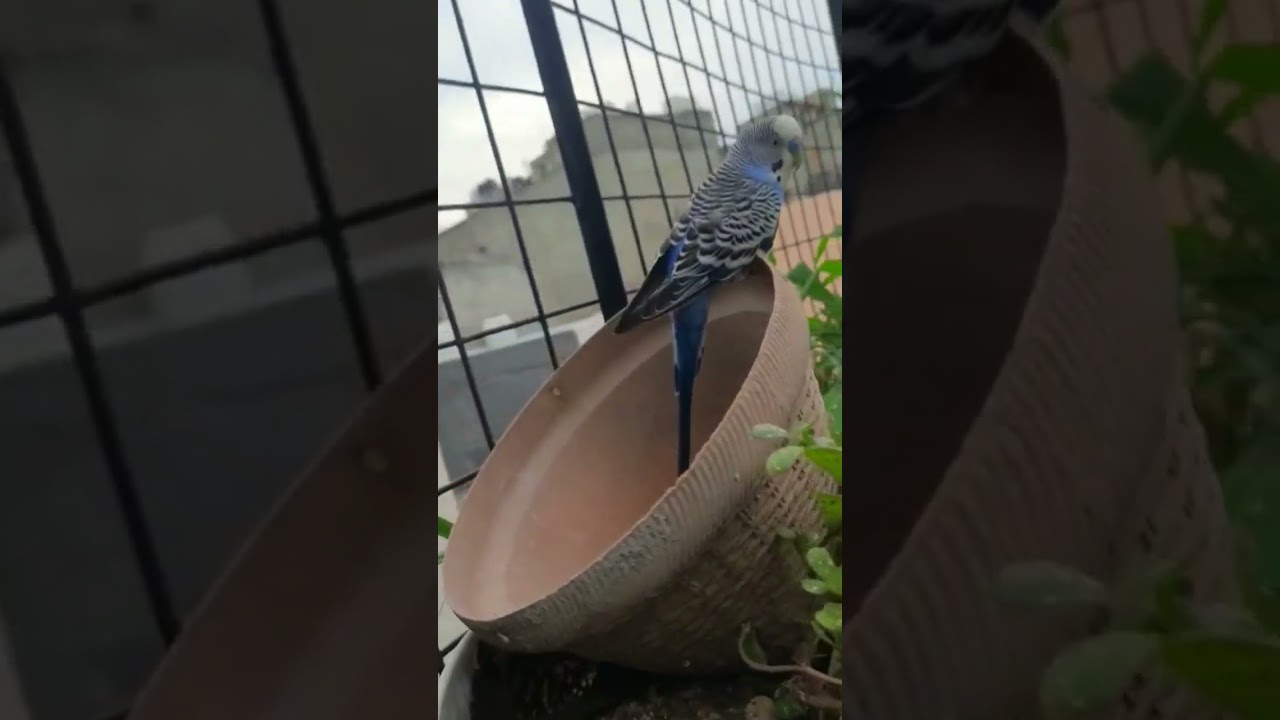 New bird guest at our terrace #birds - YouTube