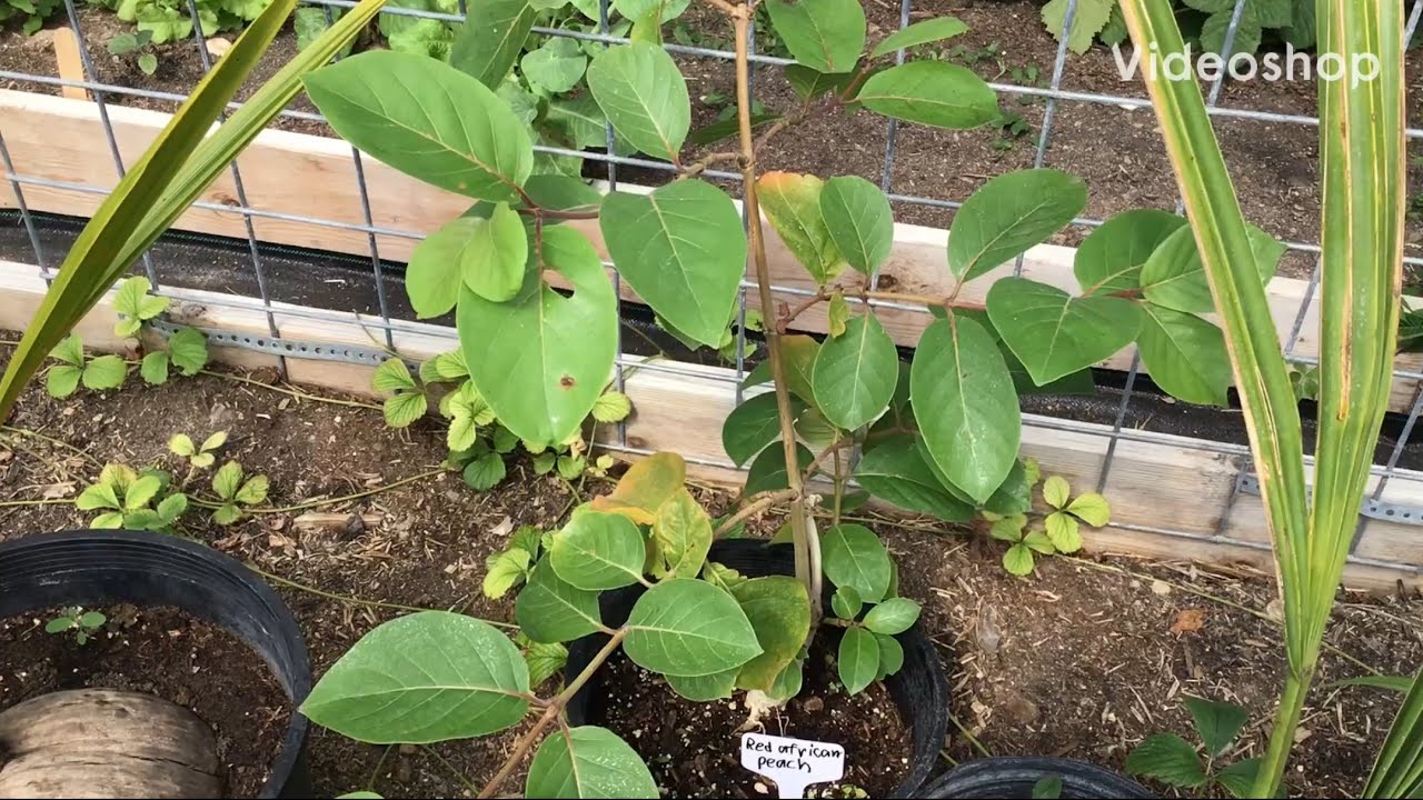 Nauclea Latifolia Red African peach tree update - YouTube