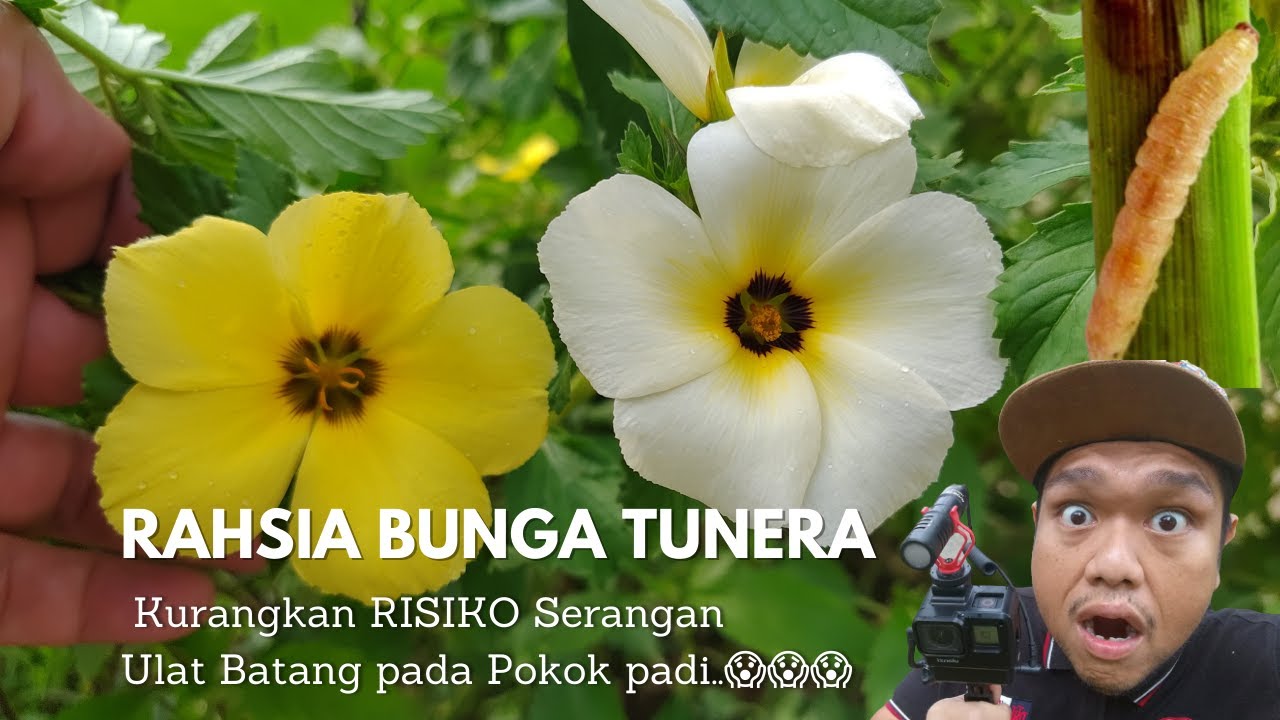Sistem Padi:Tanam Pokok Bunga Tunera Kurangkan Risiko Serangan Ulat ...
